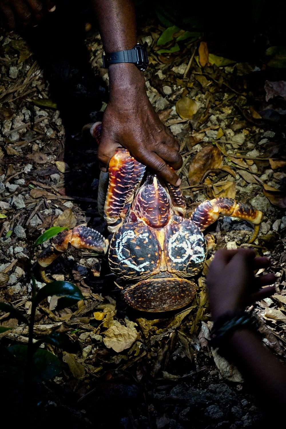 ‘Coconut crab – gentle giants’ new awareness booklet - Chumbe Island